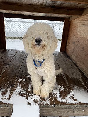 Moscow, ID - Mixed Breed (Large)/Poodle (Standard). Meet Lettie a Pet ...