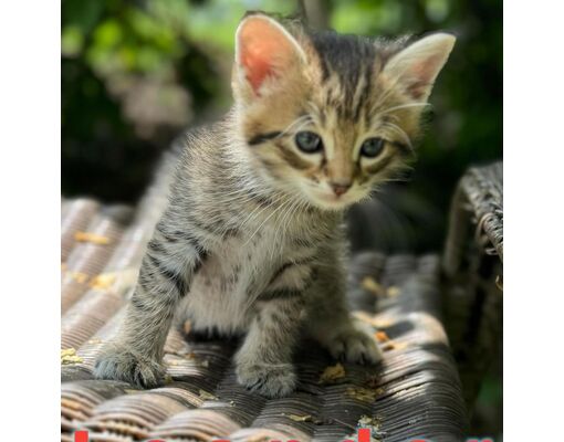 Springfield, OH - Domestic Mediumhair. Meet Leander a Pet for Adoption ...