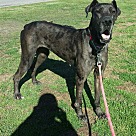 Great Dane Puppies - Great Dane Rescue and Adoption Near You