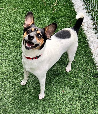 Jacksonville, NC - Australian Cattle Dog/Jack Russell Terrier. Meet D ...