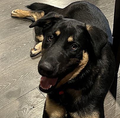 Caddo Mills, TX - German Shepherd Dog/Golden Retriever. Meet Max a Pet ...