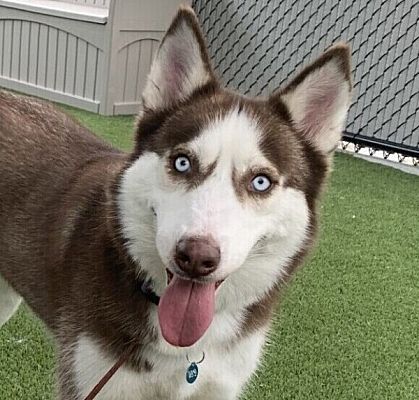 San Diego, CA - Siberian Husky. Meet Bella a Pet for Adoption ...