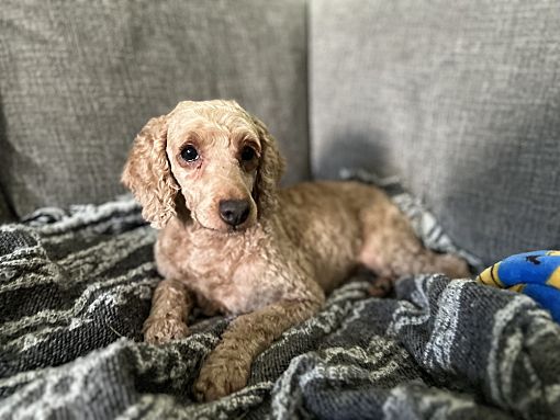 Buffalo, NY - Miniature Poodle. Meet Gideon a Pet for Adoption ...