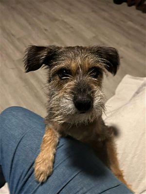 Wheaton, IL - Standard Schnauzer. Meet Buddy a Pet for Adoption ...