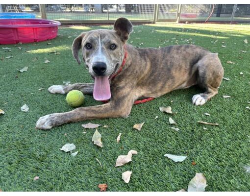 Van Nuys, CA - Mixed Breed (Medium). Meet STRIPES a Pet for Adoption ...