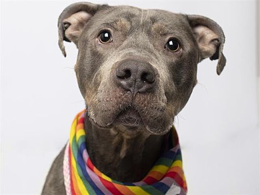 Denver, CO - Pit Bull Terrier. Meet FRED a Pet for Adoption - AdoptaPet.com