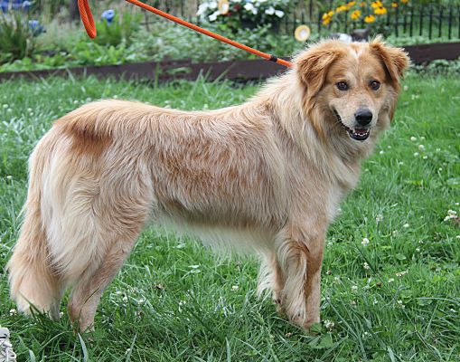 Marietta, OH - Great Pyrenees/Australian Cattle Dog. Meet Gus (Neutered ...