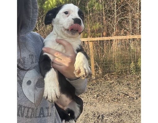 North Charleston, SC - Labrador Retriever/Mixed Breed (Medium). Meet ...