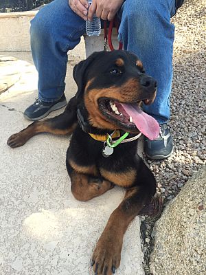 Gilbert, AZ - Rottweiler. Meet Slim a Pet for Adoption - AdoptaPet.com