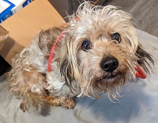 Warren, MI - Yorkie, Yorkshire Terrier/Mixed Breed (Medium). Meet ...