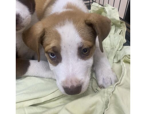 Lake Jackson, TX - Mixed Breed (Medium). Meet Kakashi a Pet for ...