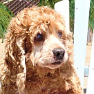Cocker Spaniel Puppies - Rescue and Adoption Near You