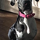 Great Dane Puppies - Great Dane Rescue and Adoption Near You