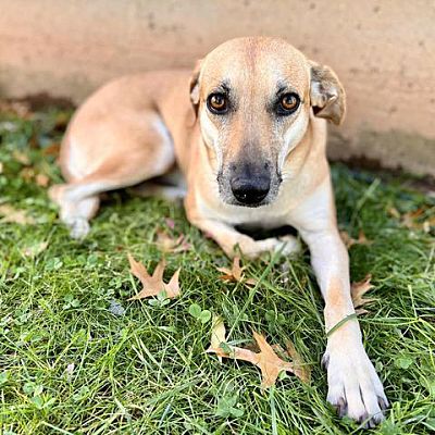 Chester, CT - Black Mouth Cur/Mountain Cur. Meet Momma Mia a Pet for ...