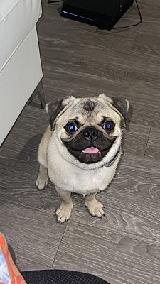 Houston, TX - Pug. Meet Uncle Elroy a Pet for Adoption - AdoptaPet.com