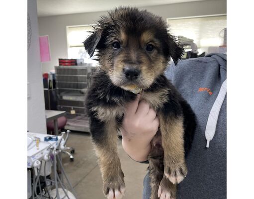 Spokane, WA - Mixed Breed (Large). Meet Baguette a Pet for Adoption ...
