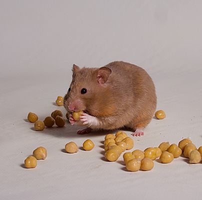 Riverside, CA - Hamster. Meet Chickpea a Pet for Adoption - AdoptaPet.com