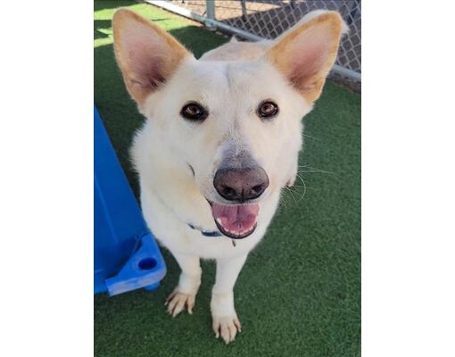 Apache Junction, AZ - German Shepherd Dog. Meet KINGSTON a Pet for ...