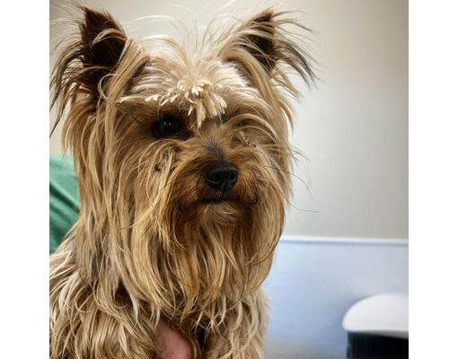 Tulsa, OK - Yorkie, Yorkshire Terrier. Meet Mr. B a Pet for Adoption ...