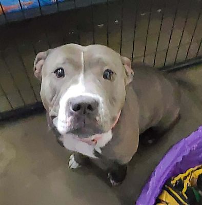 La Crosse, WI - American Staffordshire Terrier. Meet Athena a Pet for ...
