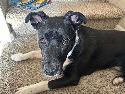 Severance, CO - American Staffordshire Terrier/Australian Cattle Dog ...