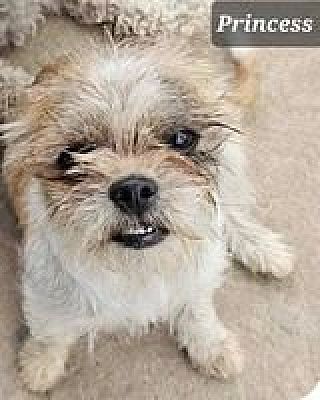 Hartford, CT - Shih Tzu. Meet Princess a Pet for Adoption - AdoptaPet.com