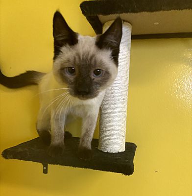 Whittier, CA - Siamese. Meet Latte a Pet for Adoption - AdoptaPet.com