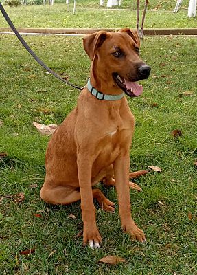 Oceanside, CA - Rhodesian Ridgeback. Meet Titan a Pet for Adoption ...