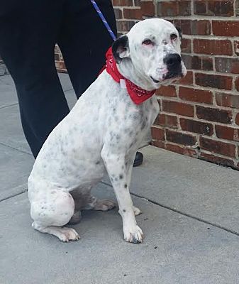 Ladson, SC - Dalmatian/Boxer. Meet Carson a Pet for Adoption ...