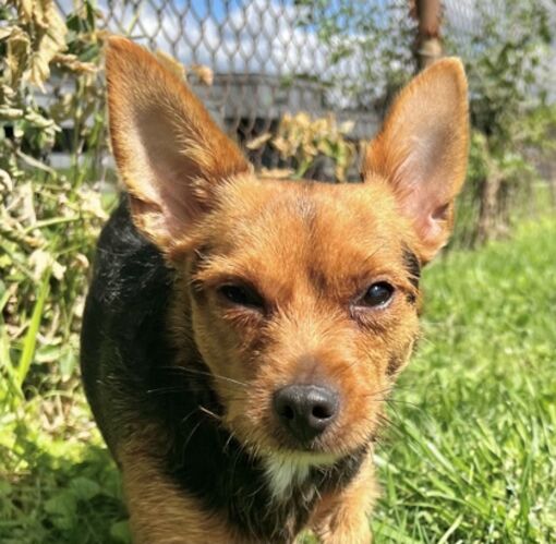 Xenia, OH - Yorkie, Yorkshire Terrier. Meet Piper a Pet for Adoption ...