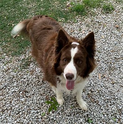 Trenton, NJ - Border Collie. Meet Tia a Pet for Adoption - AdoptaPet.com