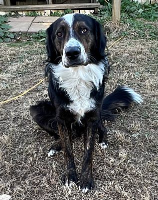 Bedminster, NJ - Border Collie/Australian Shepherd. Meet Loki a Pet for ...
