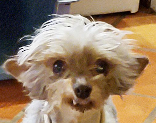 Tucson, AZ - Yorkie, Yorkshire Terrier. Meet GINGER a Pet for Adoption ...