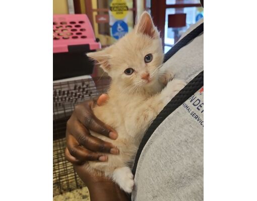 Independence, MO - Domestic Mediumhair/Domestic Mediumhair. Meet Roger ...