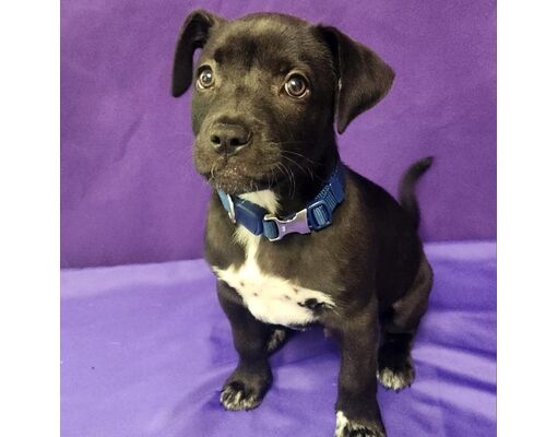 North Myrtle Beach, SC - Labrador Retriever. Meet Vandel a Pet for ...