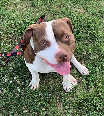 lavergne, TN - American Pit Bull Terrier. Meet Corduroy a Pet for ...