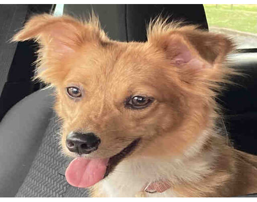 Atlanta, GA - Chihuahua/Border Collie. Meet SUNDANCE a Pet for Adoption ...
