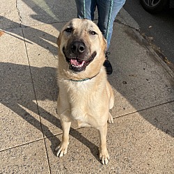Angels of Assisi in Roanoke, VA - AdoptaPet.com