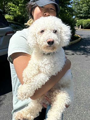 Renton, WA - Poodle (Miniature). Meet Leo a Pet for Adoption ...