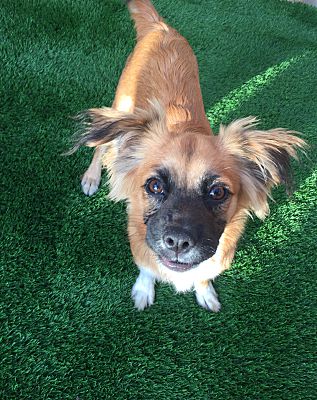 San Diego, CA - Pekingese/Cocker Spaniel. Meet Lizzi a Pet for Adoption ...