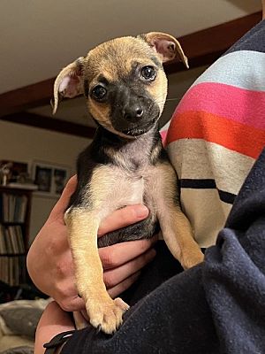 Sunnyvale, CA - Terrier (Unknown Type, Medium)/Chihuahua. Meet Tatum a ...