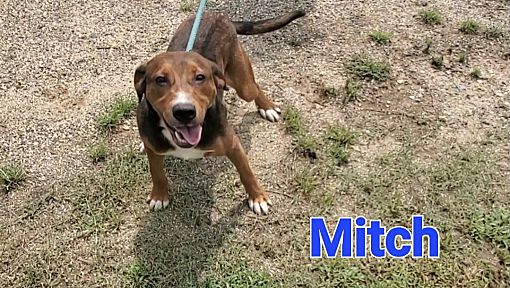 East Hartford, CT - Hound (Unknown Type)/Mixed Breed (Medium). Meet ...
