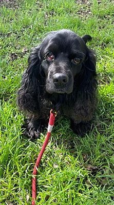 Framingham, MA - Cocker Spaniel. Meet Jok a Pet for Adoption ...