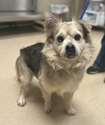 Covington, GA - Corgi. Meet 18401 a Pet for Adoption - AdoptaPet.com