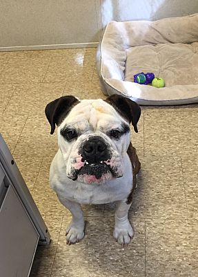 Decatur, GA - English Bulldog. Meet Zipper a Pet for Adoption ...