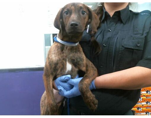 Houston, TX - Plott Hound. Meet NALA a Pet for Adoption - AdoptaPet.com
