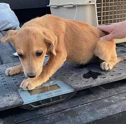 Uxbridge, MA - Terrier (Unknown Type, Medium)/Blue Heeler. Meet Corbin ...