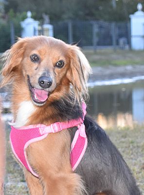 Odessa, FL - Mixed Breed (Small). Meet Midgie a Pet for Adoption ...