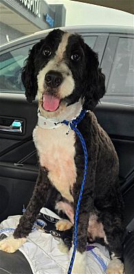 Buffalo, TX - Poodle (Standard)/Labrador Retriever. Meet Chrissy a Pet ...