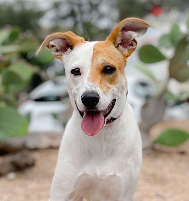 Hartford, CT - Whippet/Jack Russell Terrier. Meet Brandi a Pet for ...